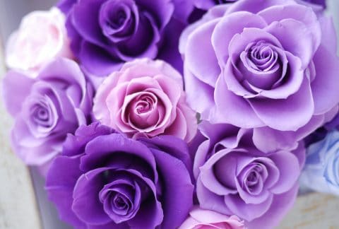 The Mystical Enchantment of Purple Roses | The Purple Galaxy™