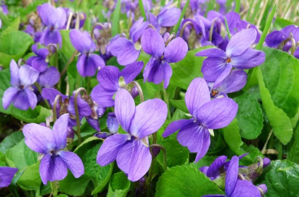 The Symbology of Violets | The Purple Galaxy